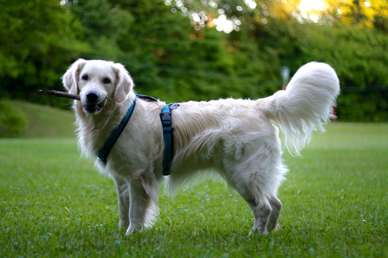 RASSEPORTRAIT: DER GOLDEN RETRIEVER - Easy Dogs