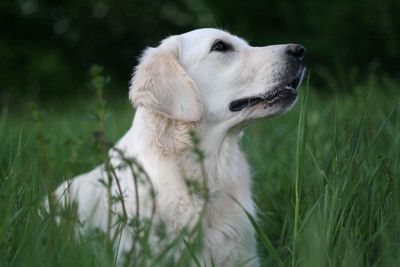 RASSEPORTRAIT: DER GOLDEN RETRIEVER - Easy Dogs