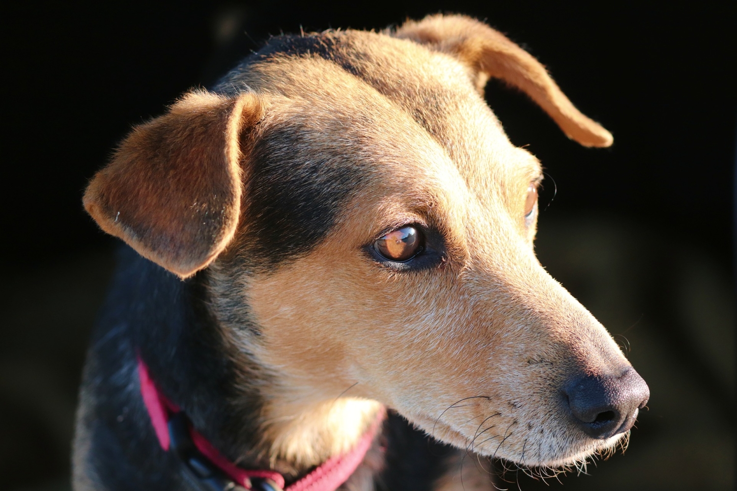 Diagnose Schilddrüsenunterfunktion – nicht (immer) so einfach! - Easy Dogs