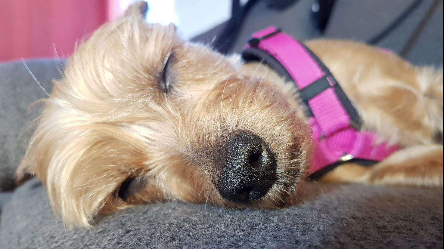 Kleine Pause gefällig? - Easy Dogs