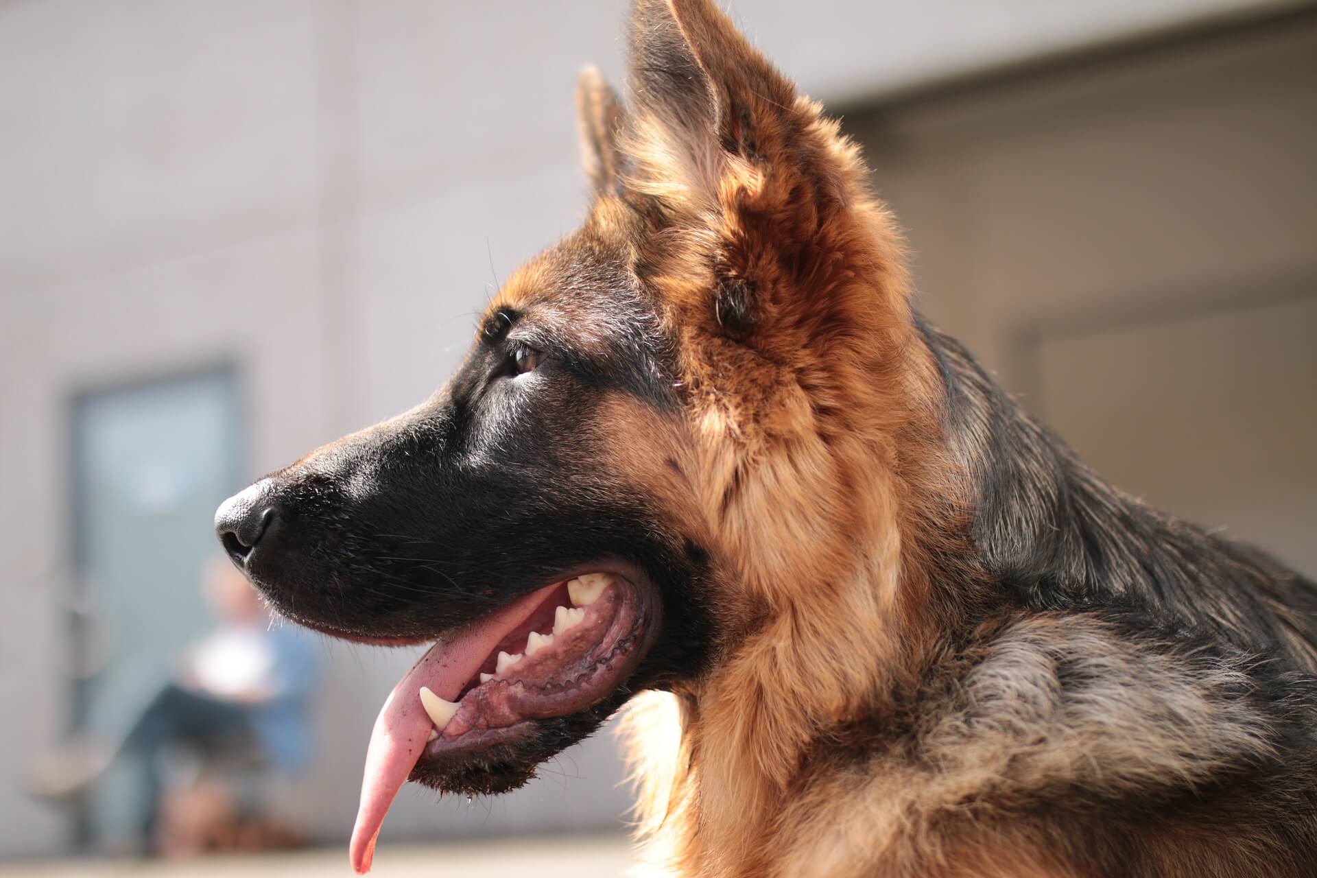Dominanz und Rangbeziehungen beim Hund - eine differenzierte ...